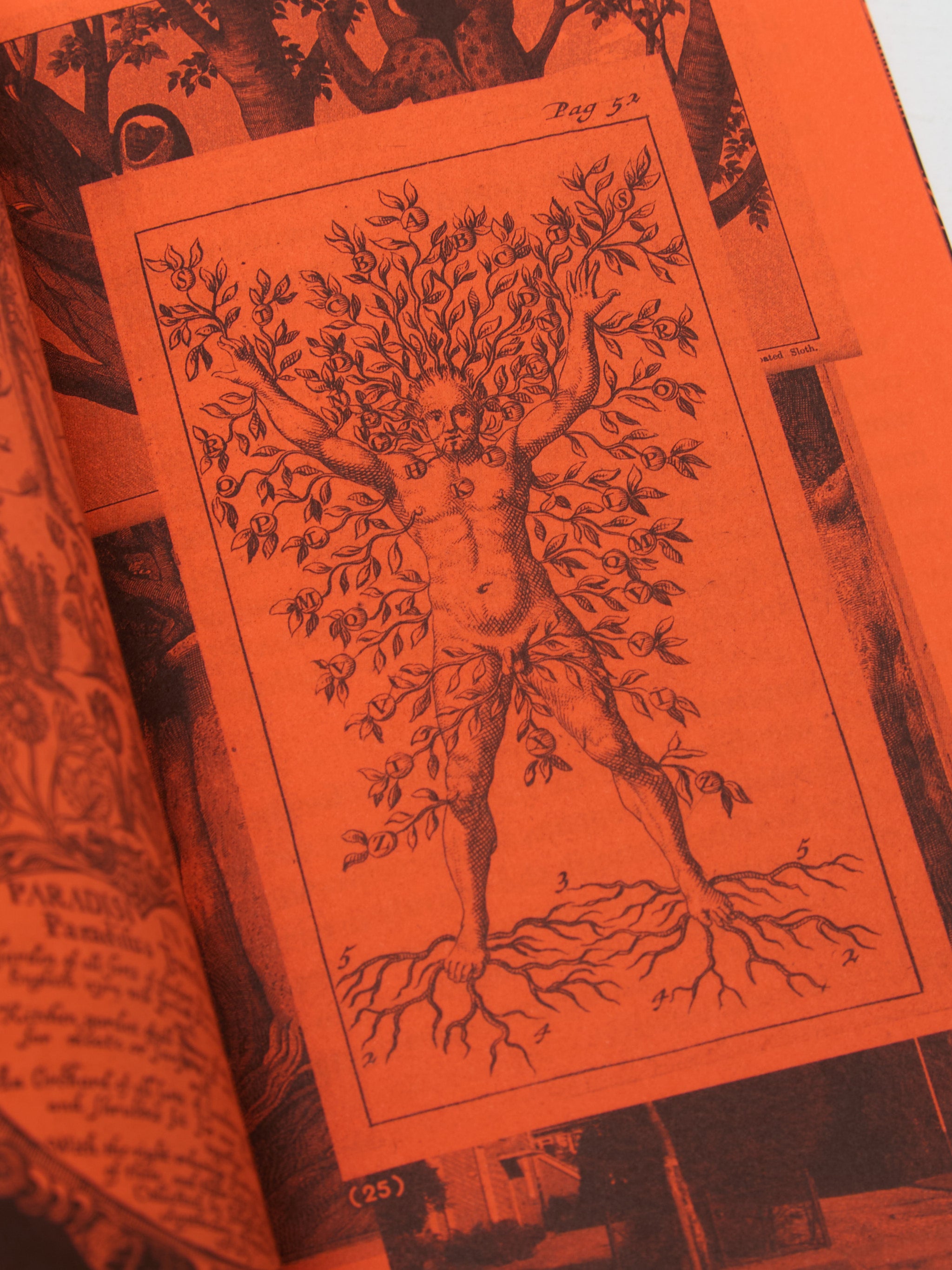 Books - A Tree, A Reader on Arboreal Kinship - 9789493382077 – Voo Store